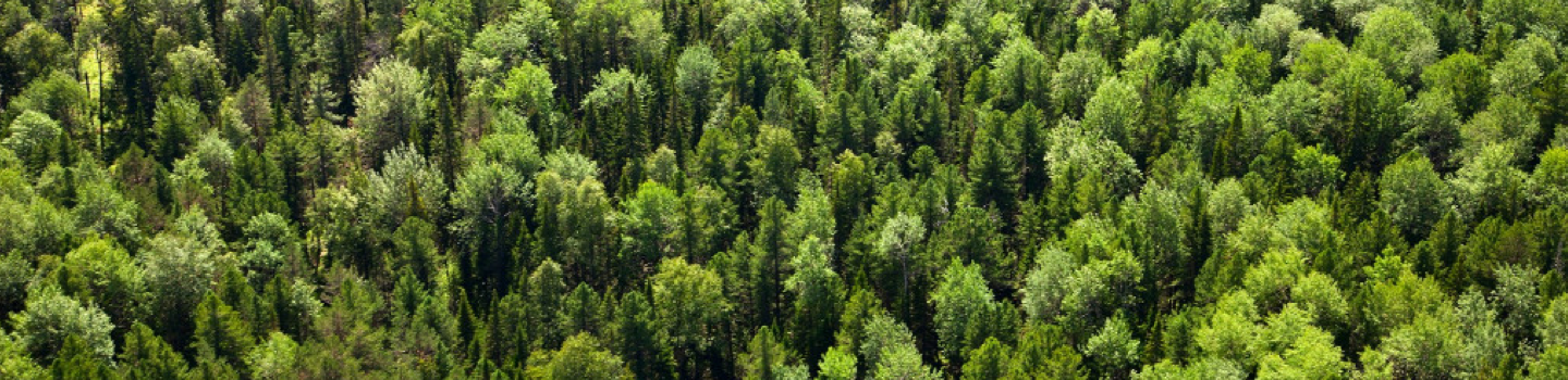 Canadian Soil Classification | Forests Canada